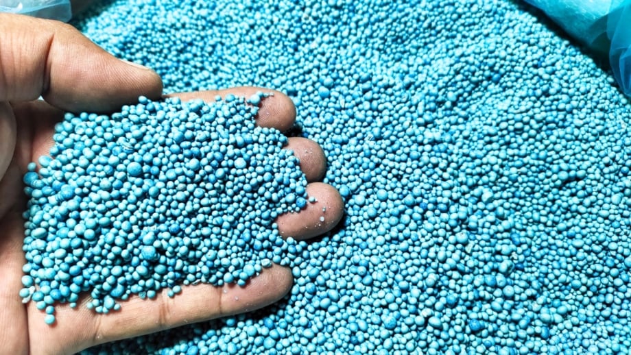 How to Plant, Grow, and Care for Dioon Edule