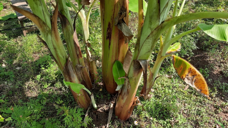 How to Plant, Grow, and Care For Japanese Banana Trees