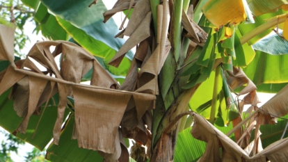 How to Plant, Grow, and Care For Japanese Banana Trees