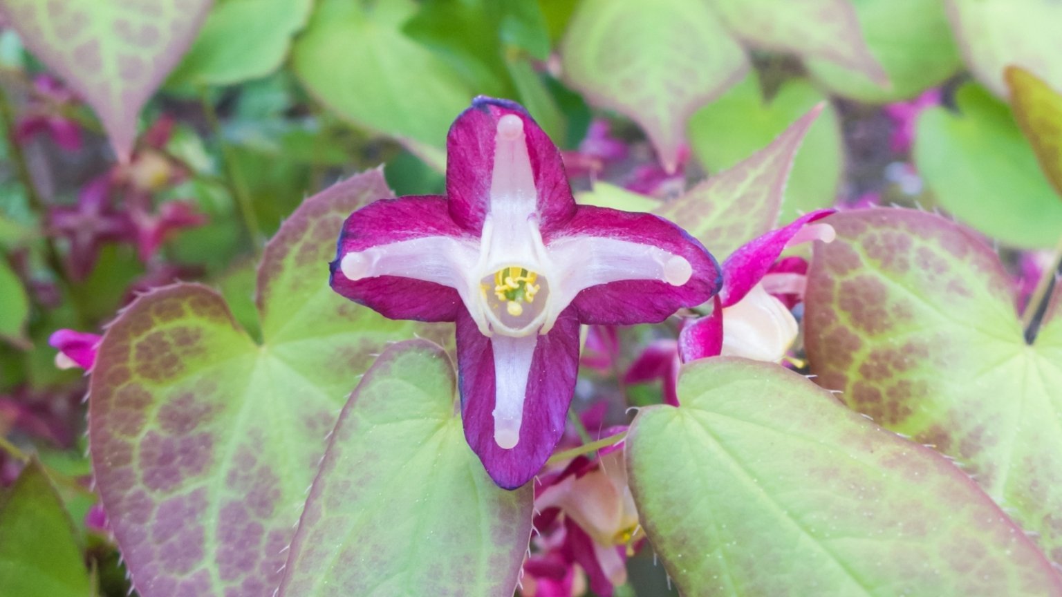 17 Beautiful Epimedium Varieties for Your Shade Garden