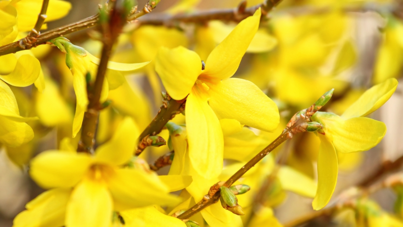 How to Plant, Grow, and Care For Forsythia