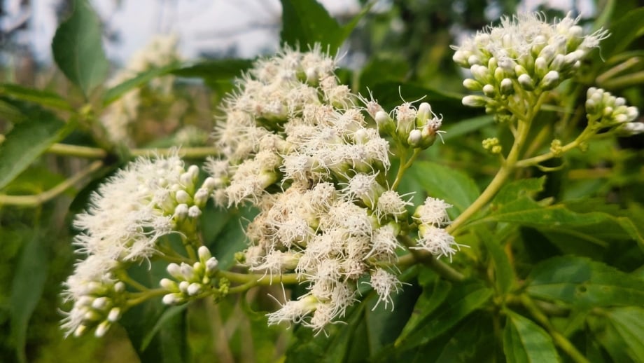 How to Plant, Grow, and Care for Ammi