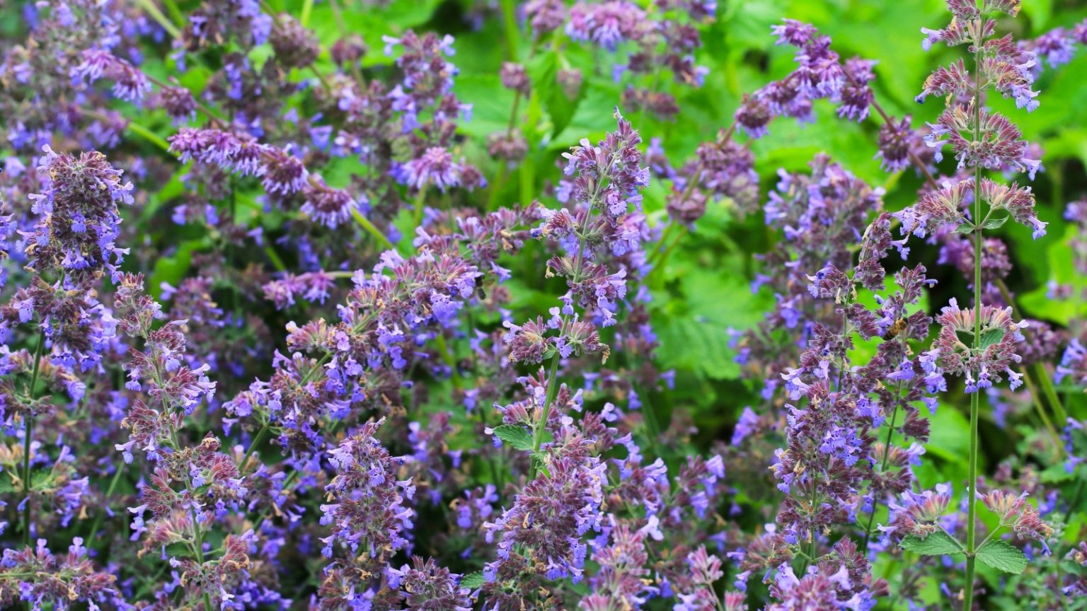 27 Best Varieties of Catmint (Nepeta) For Your Flower Bed