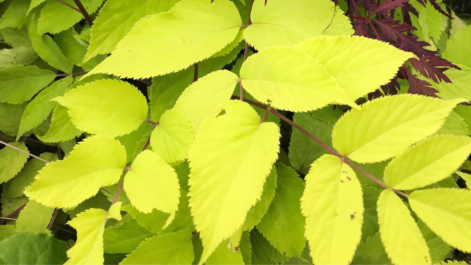 How to Plant, Grow, and Care for 'Sun King' Aralia