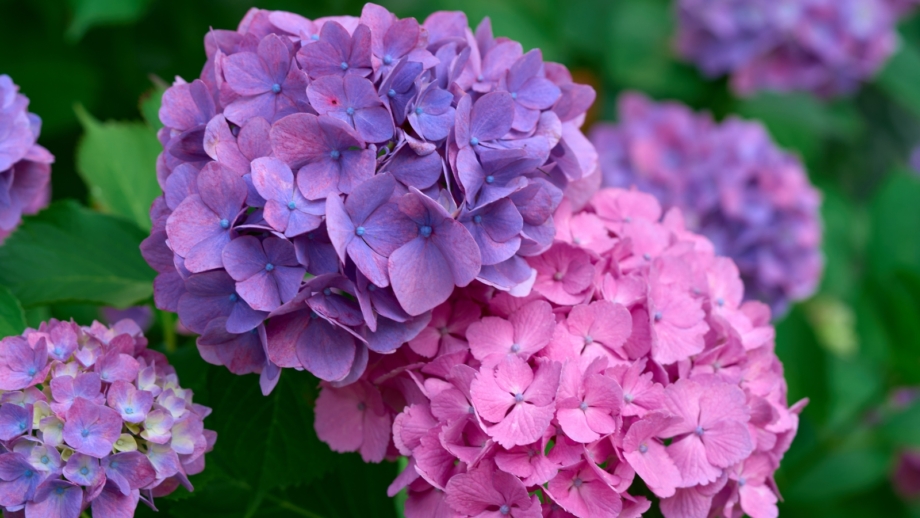 Hydrangeas vs. Rhododendrons: Which is the Better Choice for Your Garden?