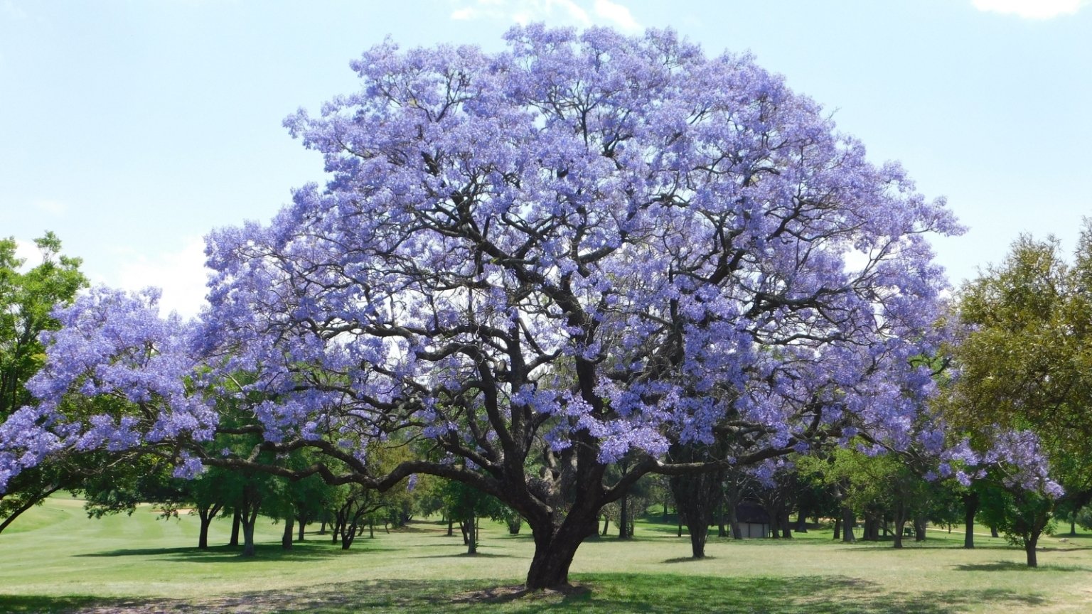 How to Plant, Grow, and Care for Jacaranda Trees