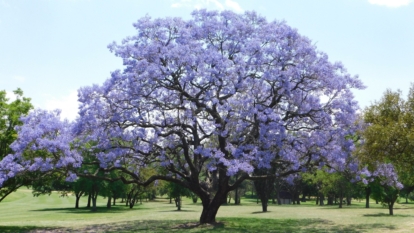 How to Plant, Grow, and Care for Jacaranda Trees