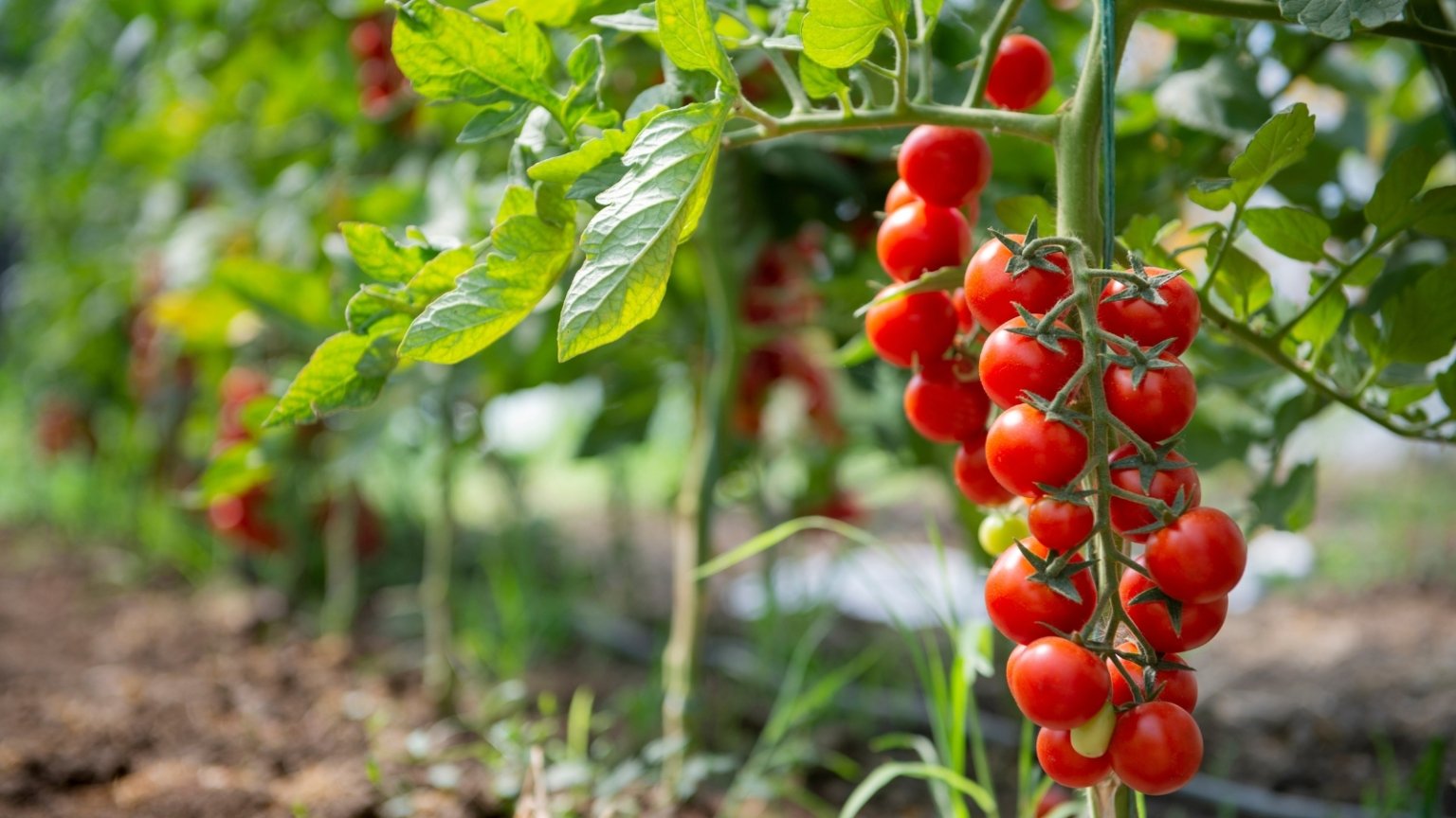 17 Cherry Tomatoes for Your Summer Garden