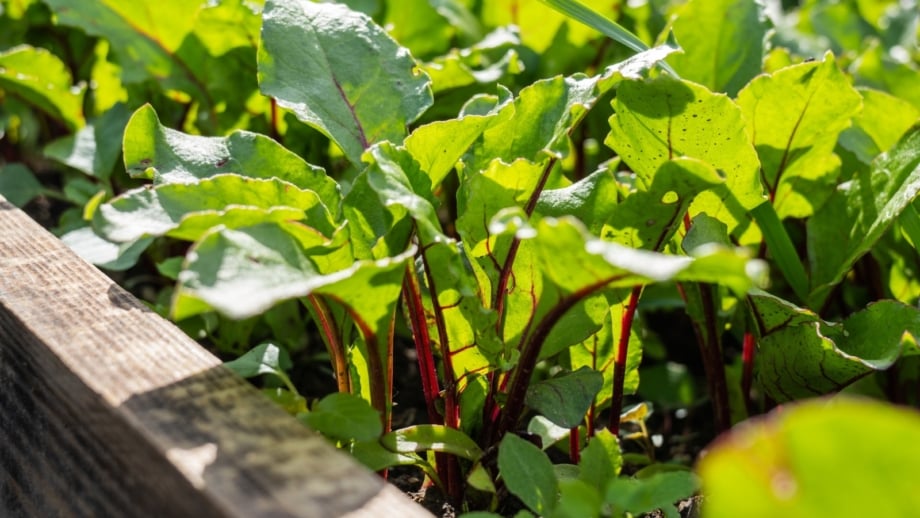 Growing Beets: How To Get Big Beetroot Harvests - Epic Gardening
