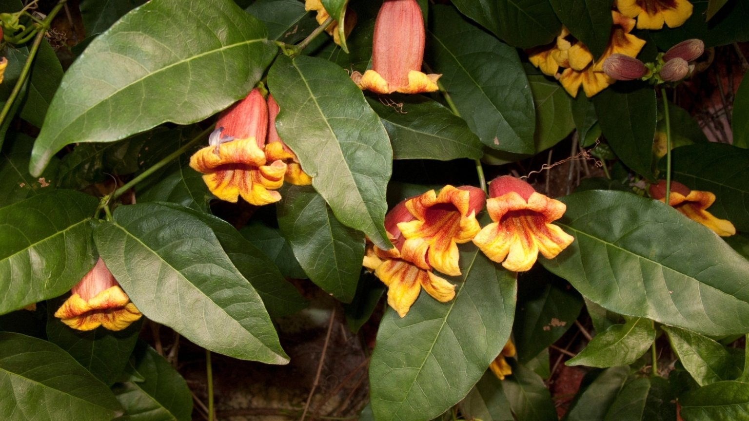 15 US-Native Climbing Plants and Vines