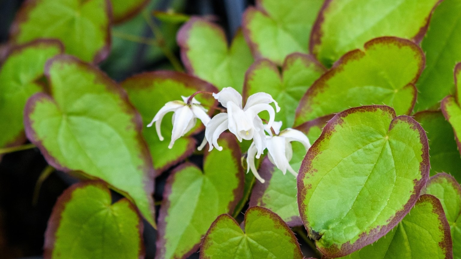 17 Beautiful Epimedium Varieties for Your Shade Garden
