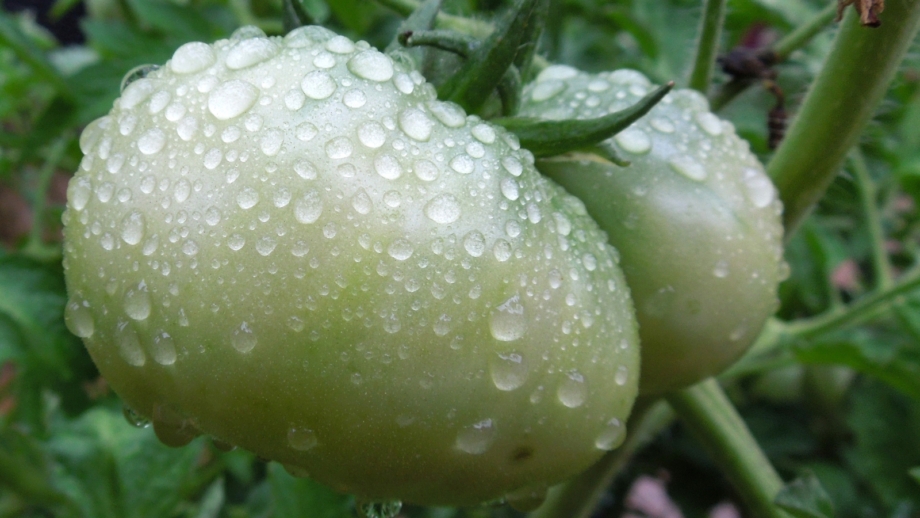 How to Plant, Grow, and Care for 'Black Krim' Tomatoes