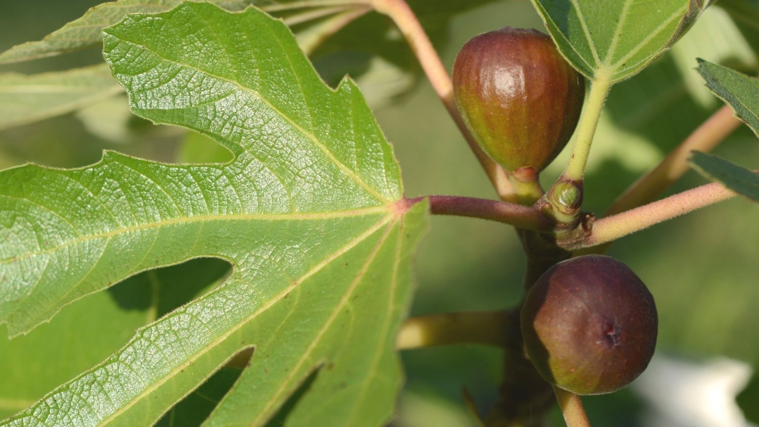 15 Fruit Trees That Thrive in Florida Gardens