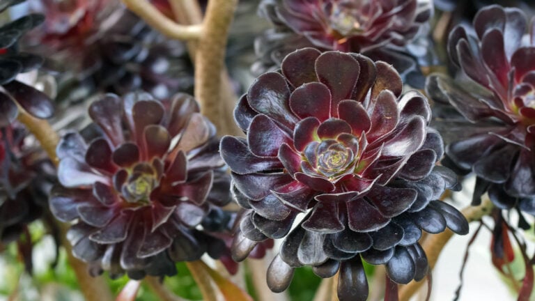 19 Black Succulents for a Dramatic Goth Garden