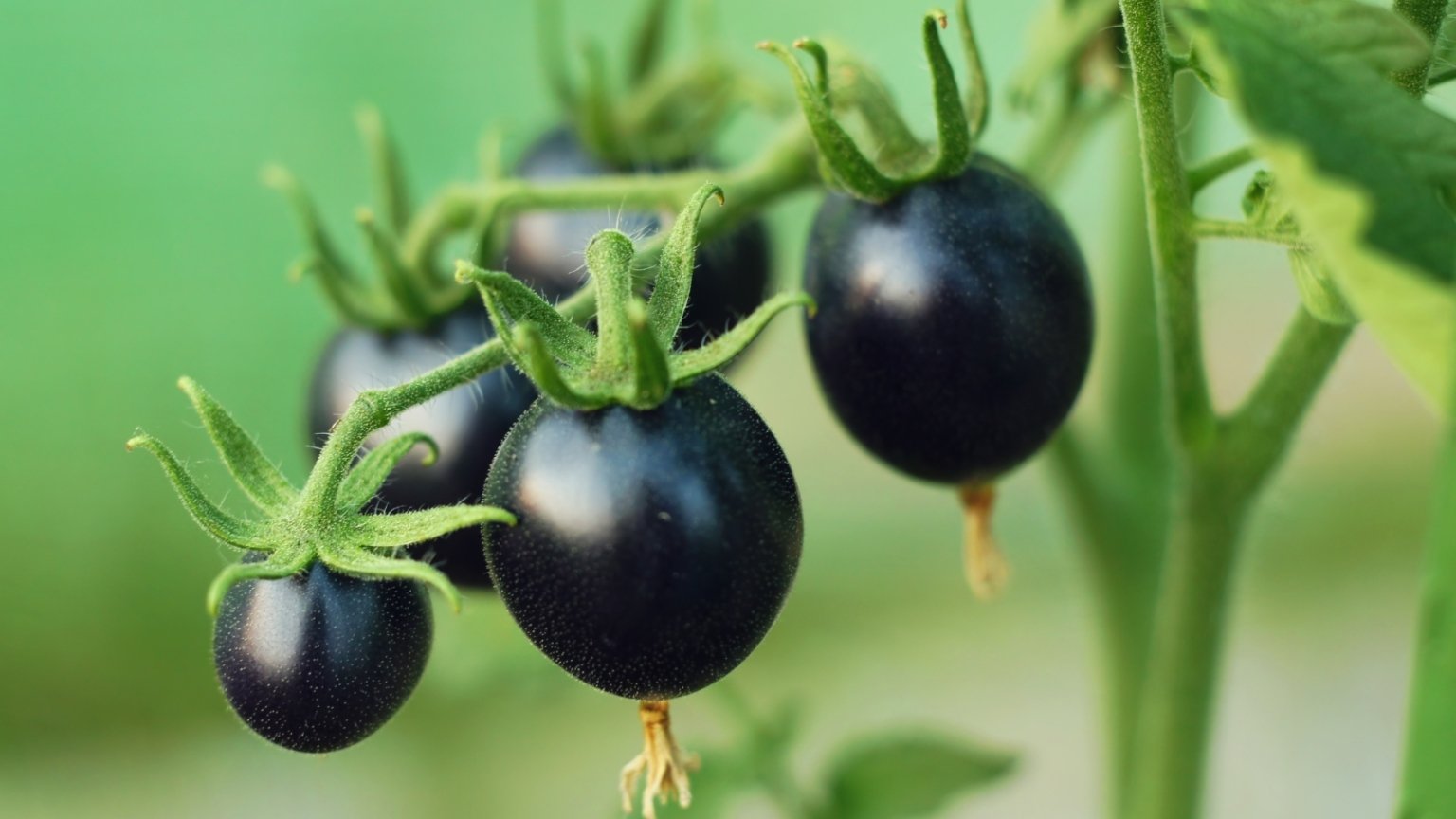 17 Cherry Tomatoes for Your Summer Garden