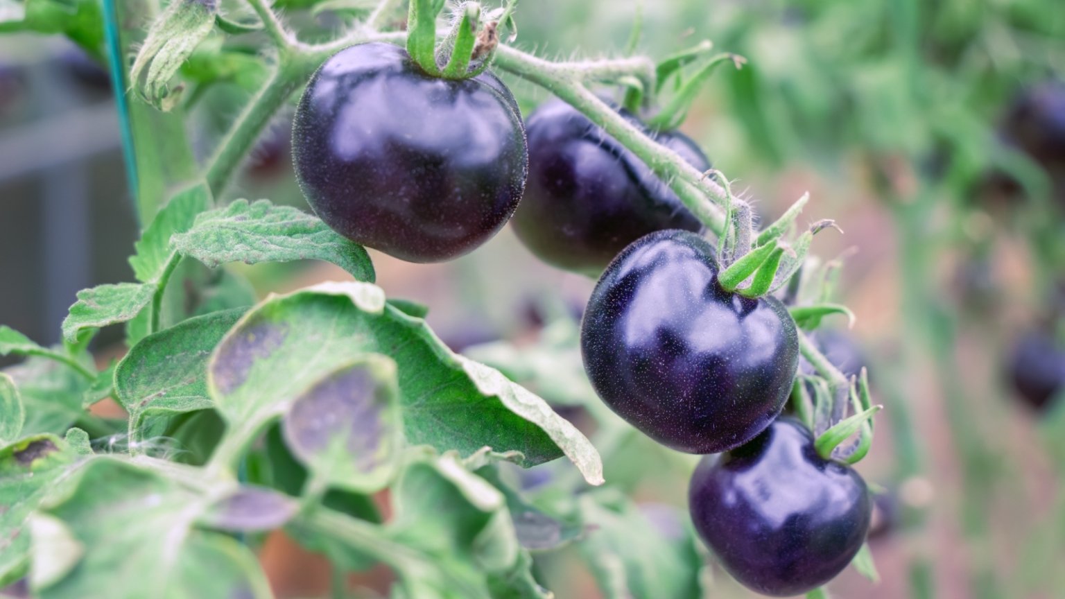 17 Cherry Tomatoes for Your Summer Garden