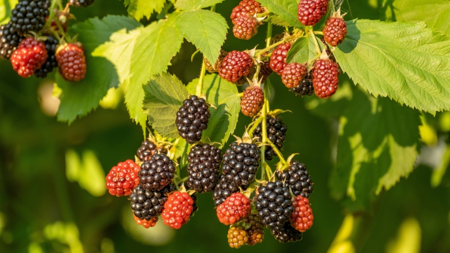 17 Popular Superfoods You Can Grow at Home