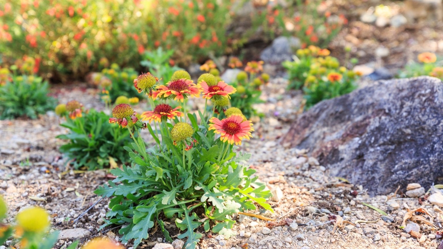 How to Convert Your Lawn Into a Flowering Meadow