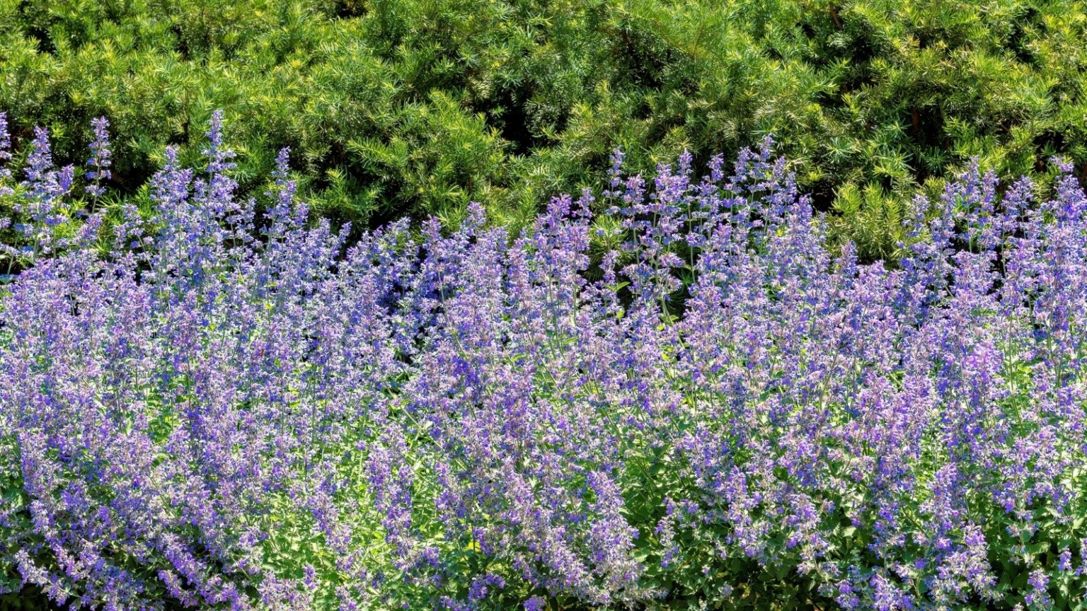 27 Best Varieties of Catmint (Nepeta) For Your Flower Bed