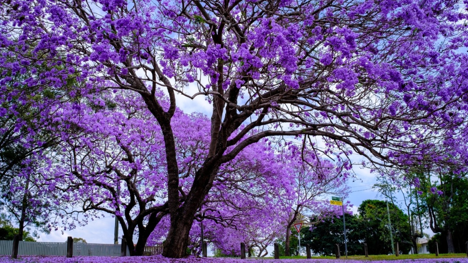 How to Plant, Grow, and Care for Jacaranda Trees