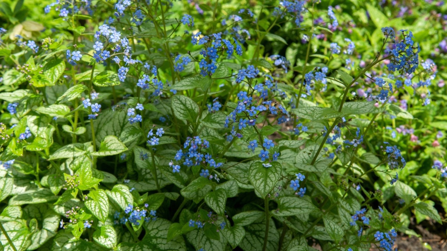 How to Plant, Grow, and Care for Brunnera