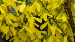 How to Plant, Grow, and Care For Forsythia