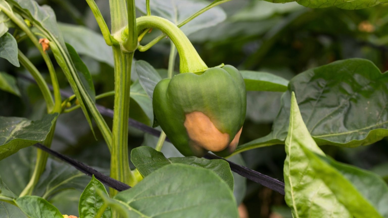 How to Plant, Grow, and Care for Poblano Peppers