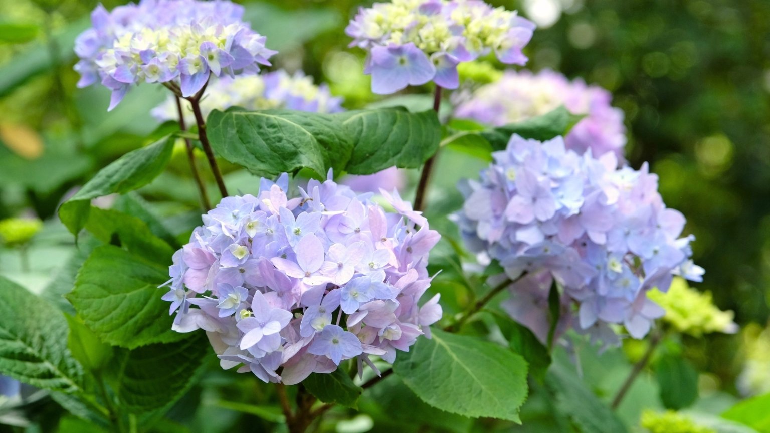 How to Plant, Grow, and Care for 'Endless Summer' Hydrangeas