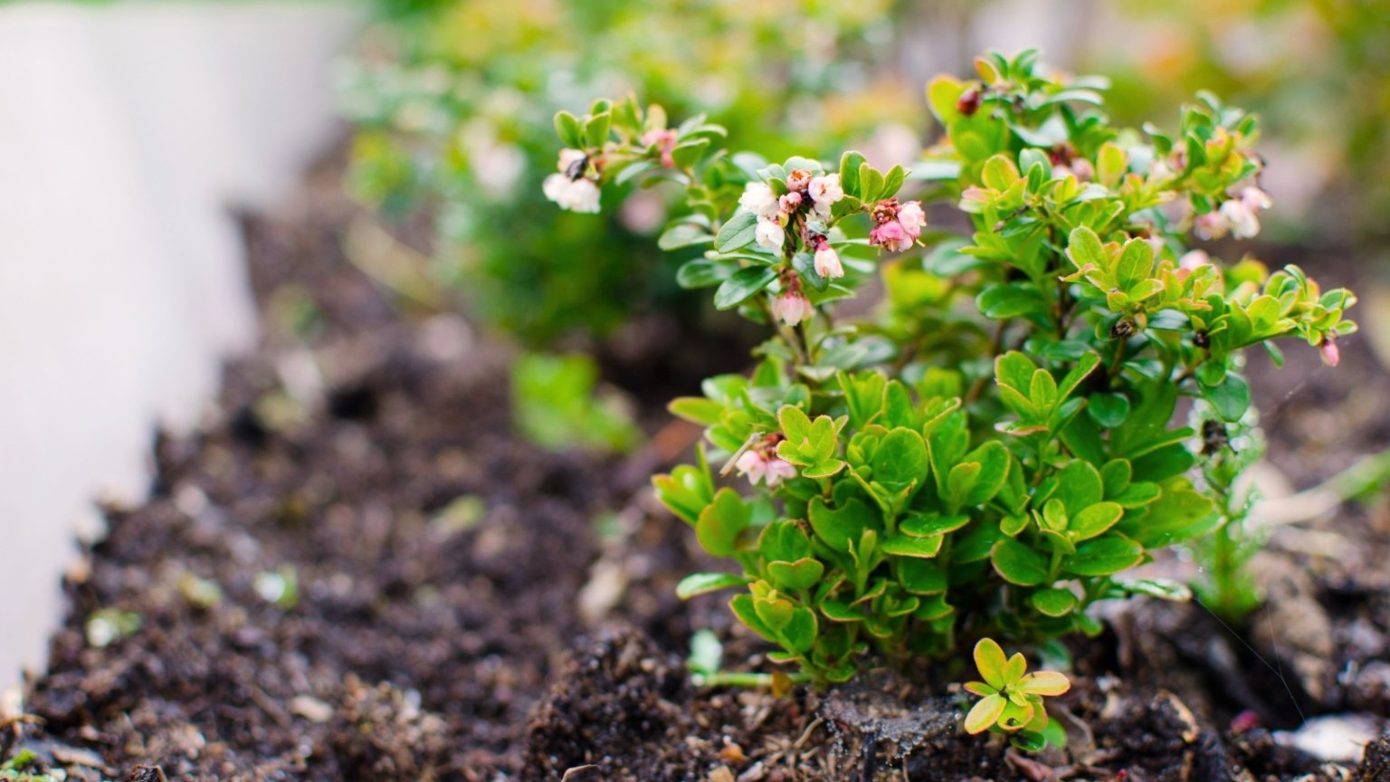A Comprehensive Guide to Growing Blueberries in Raised Beds