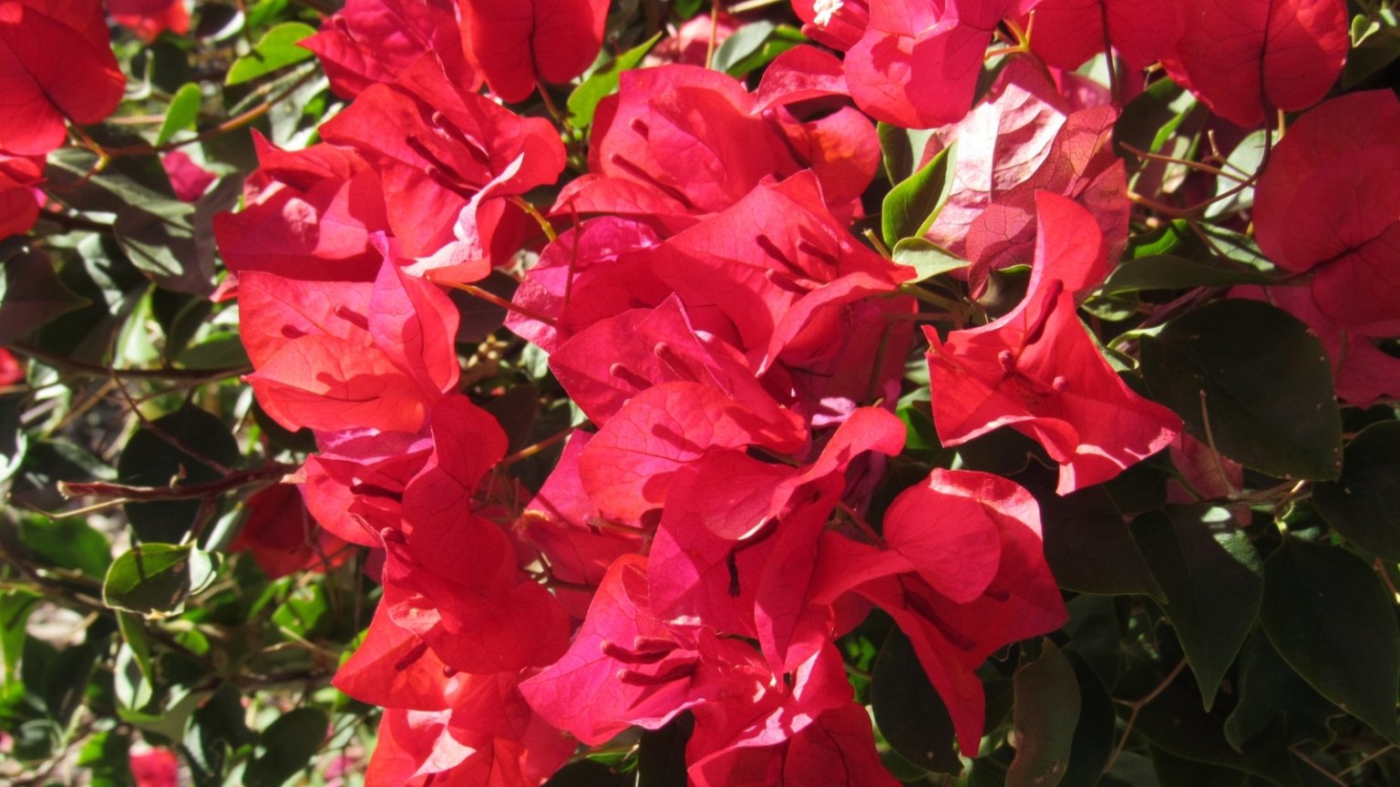 13 Tropical Plants With Red Flowers