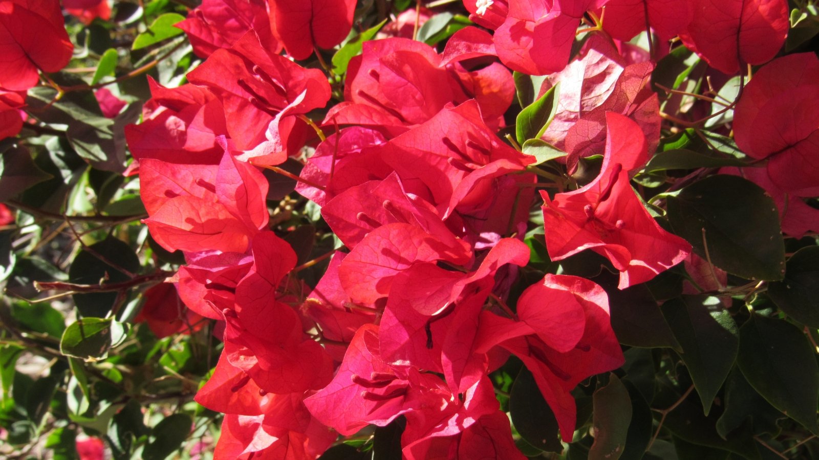 11 Plants That Bloom Throughout the Year