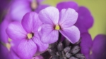 How to Plant, Grow, and Care for Wallflowers