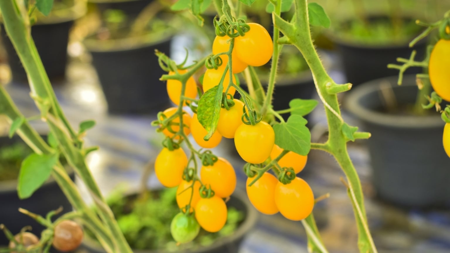 10 Best Tomatoes to Grow in Hanging Baskets