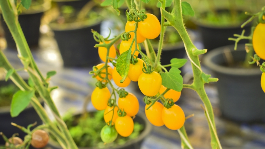 10 Best Tomatoes to Grow in Hanging Baskets