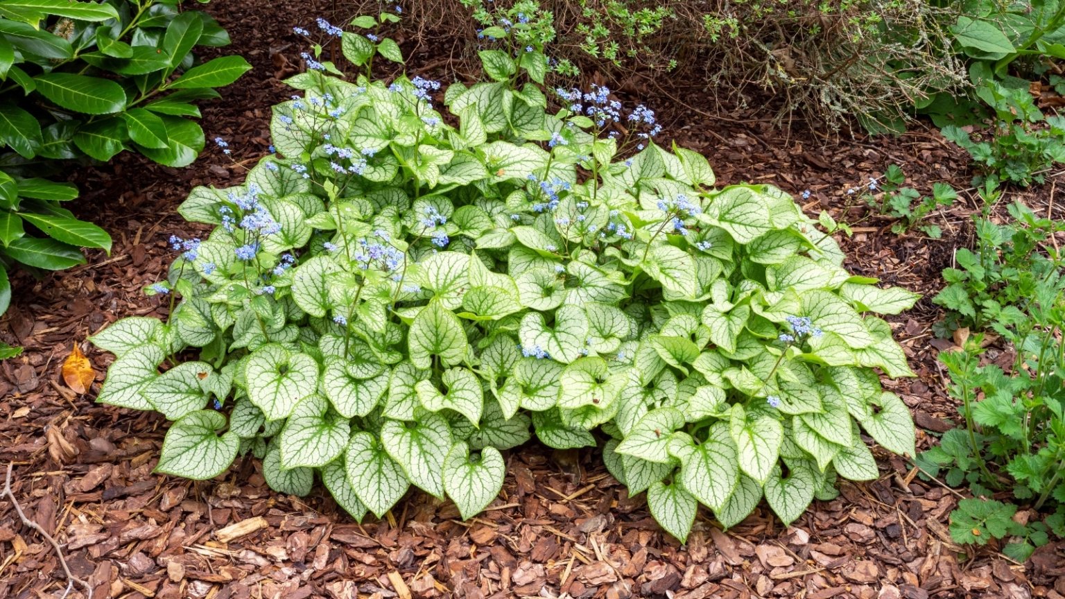 How to Plant, Grow, and Care for Brunnera