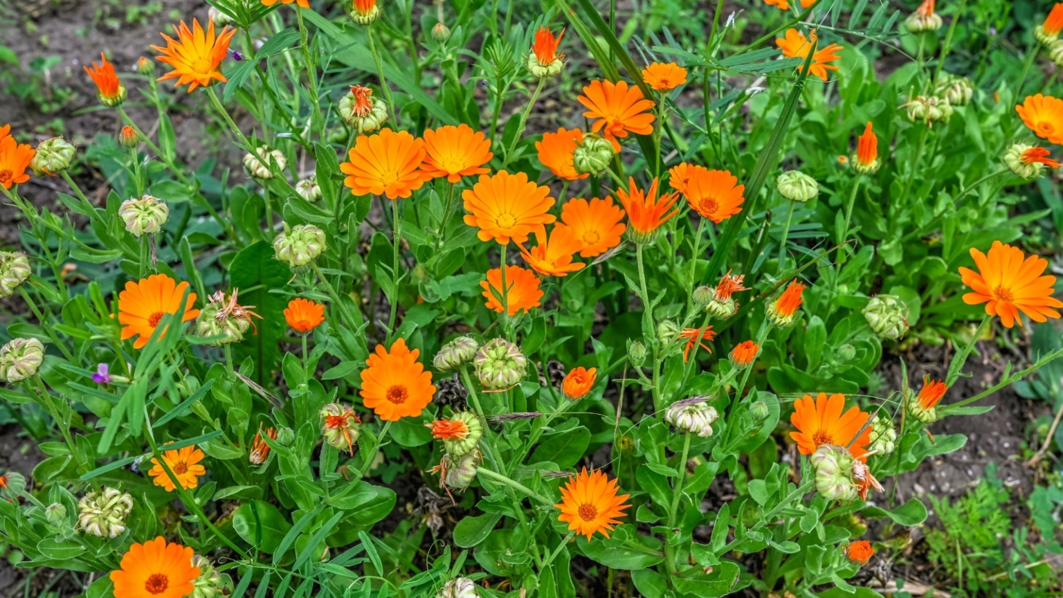 17 Fall-Blooming Flowers to Start in July