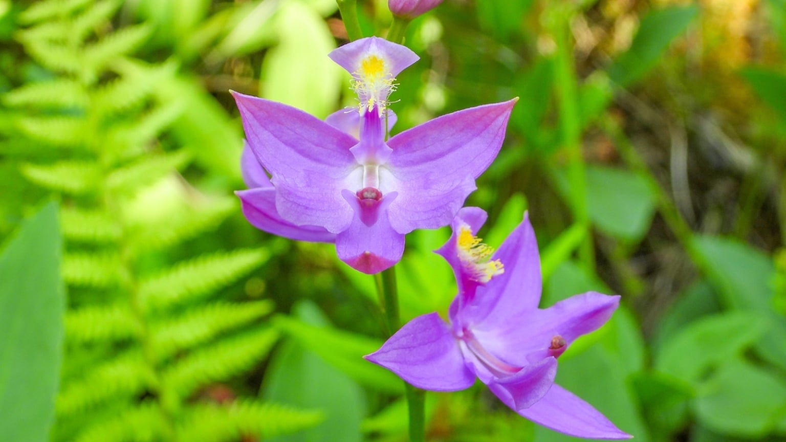 11 Tropical-Looking Plants That Grow in Cold Climates