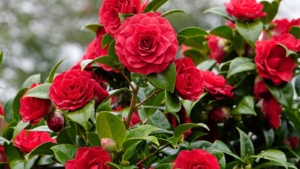19 Best Shrubs to Plant in September