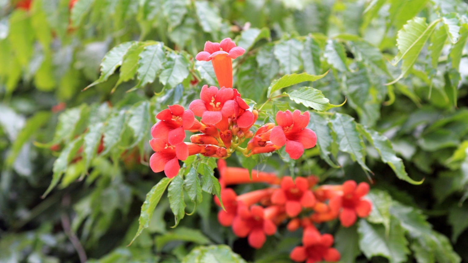 15 US-Native Climbing Plants and Vines