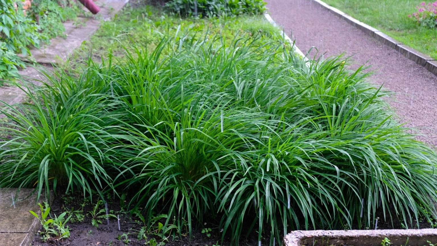 How to Plant, Grow, and Care for Sedge (Carex)