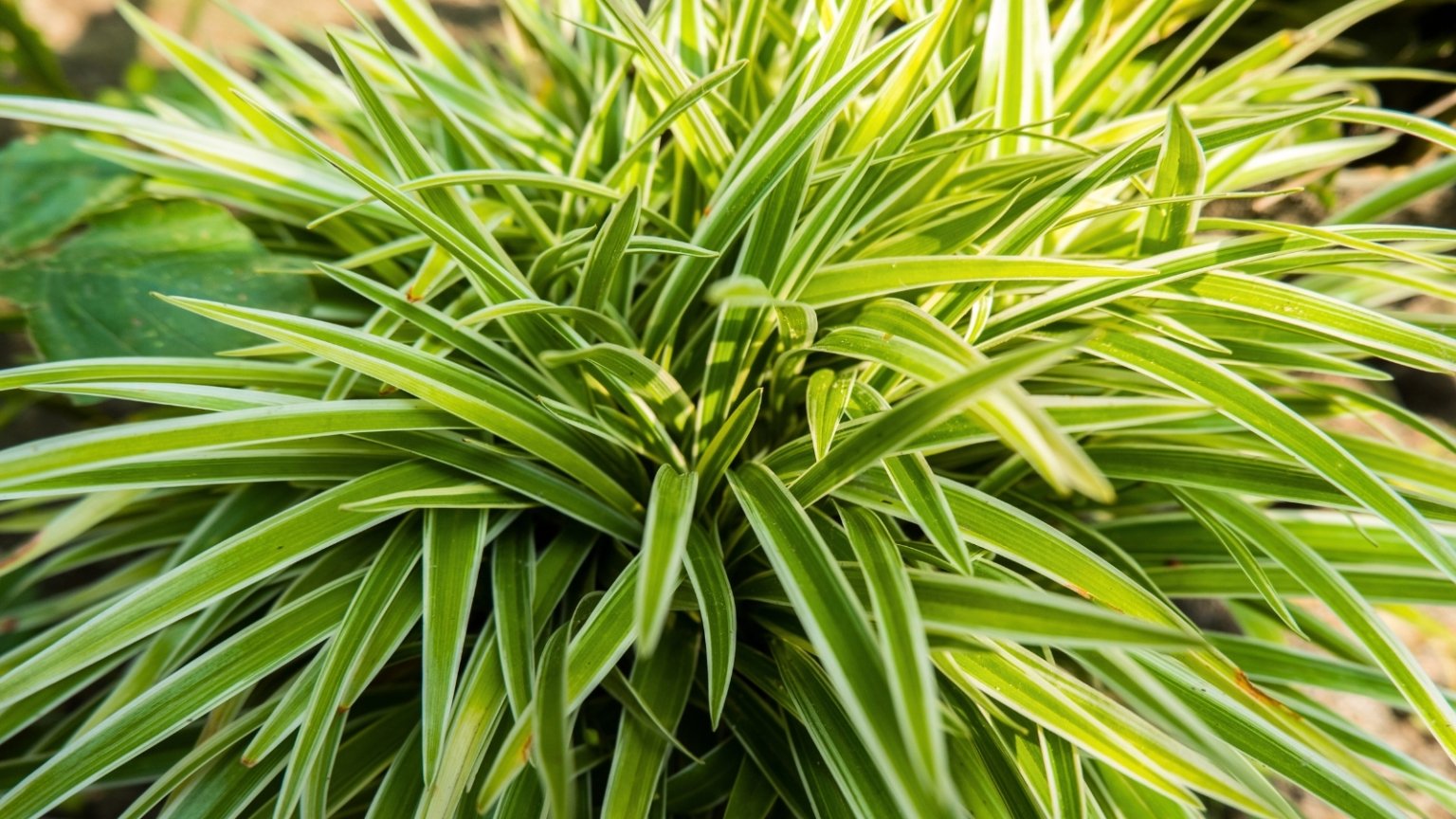 How to Plant, Grow, and Care for Sedge (Carex)