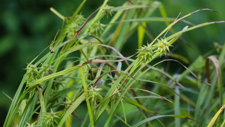 19 Sedge Varieties for Your Garden