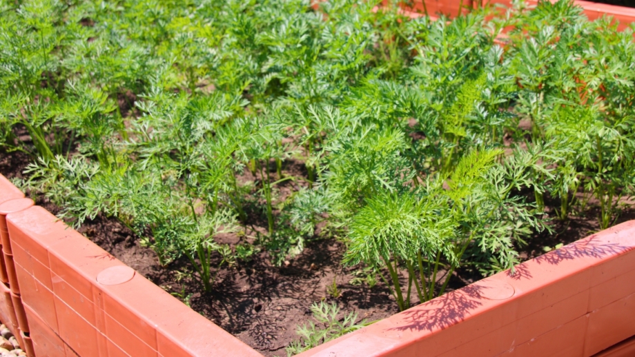 5 Tips for Growing Carrots in Raised Beds