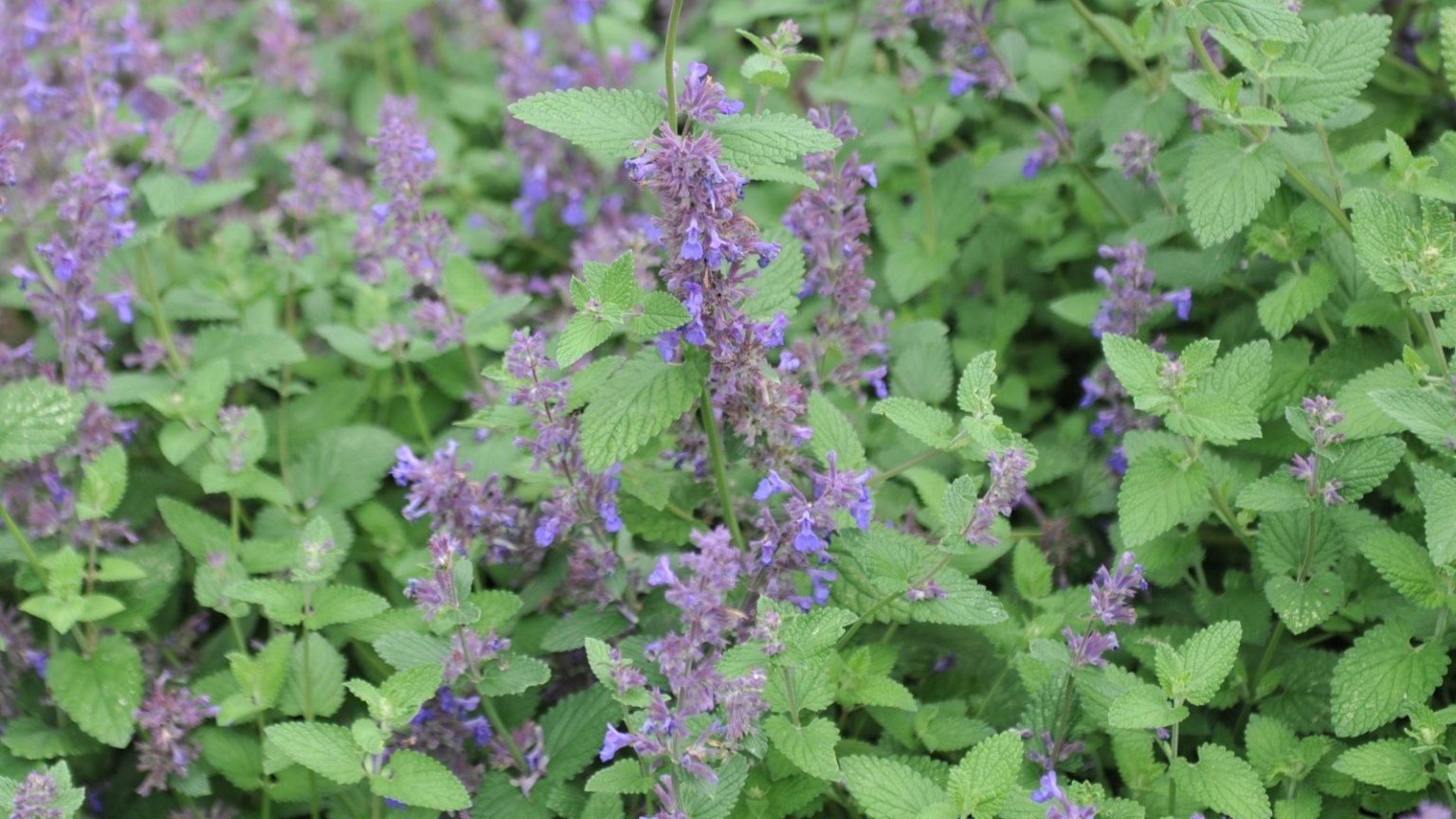 27 Best Varieties of Catmint (Nepeta) For Your Flower Bed