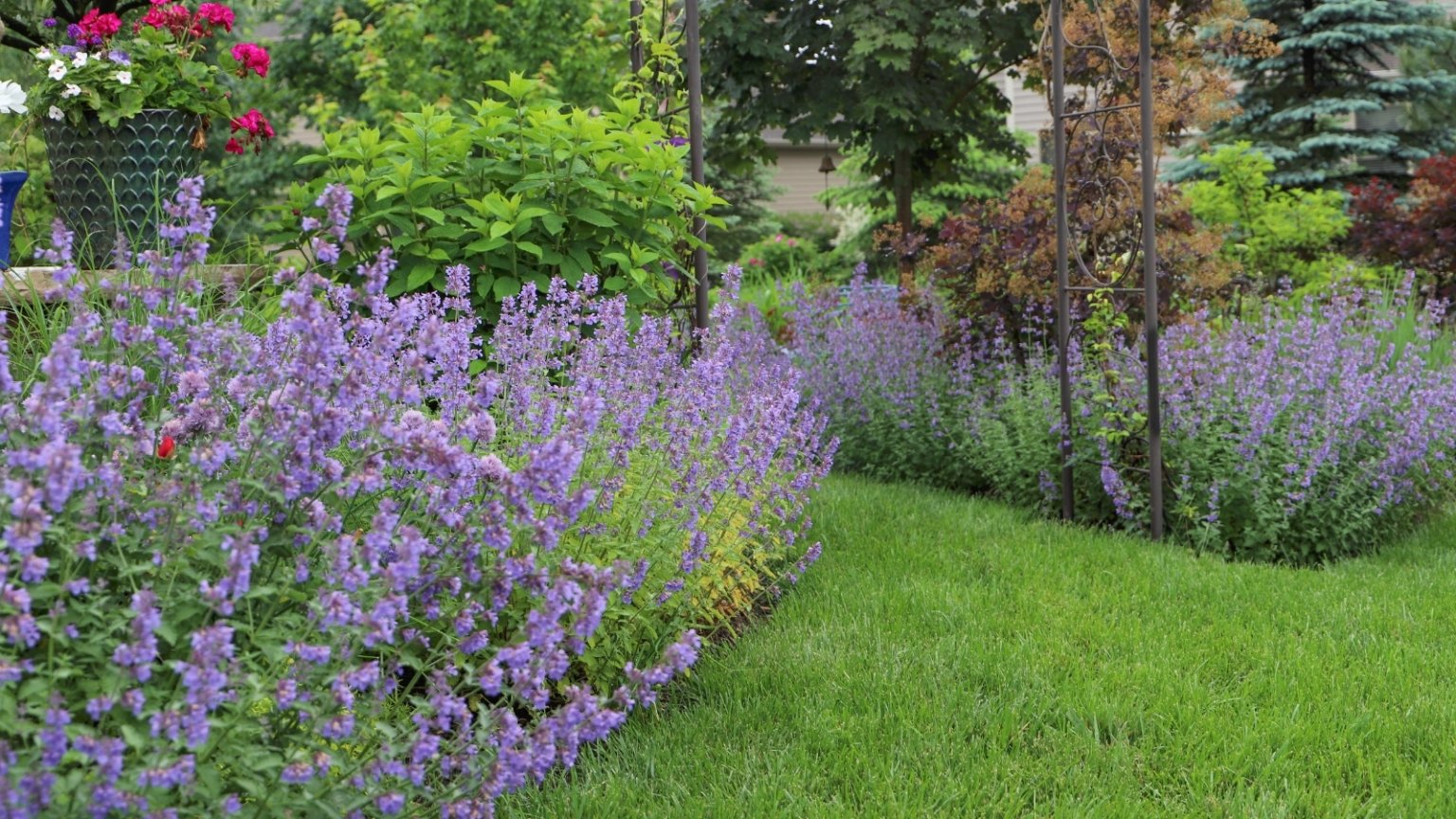 27 Best Varieties of Catmint (Nepeta) For Your Flower Bed