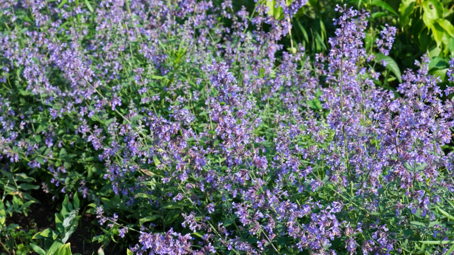 27 Best Varieties of Catmint (Nepeta) For Your Flower Bed