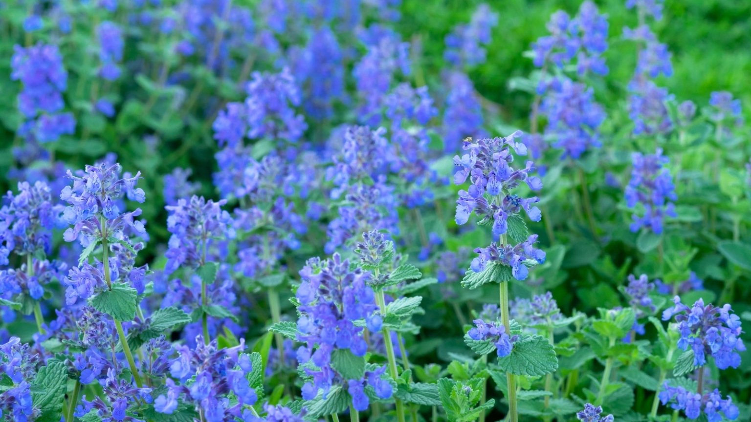 27 Best Varieties of Catmint (Nepeta) For Your Flower Bed