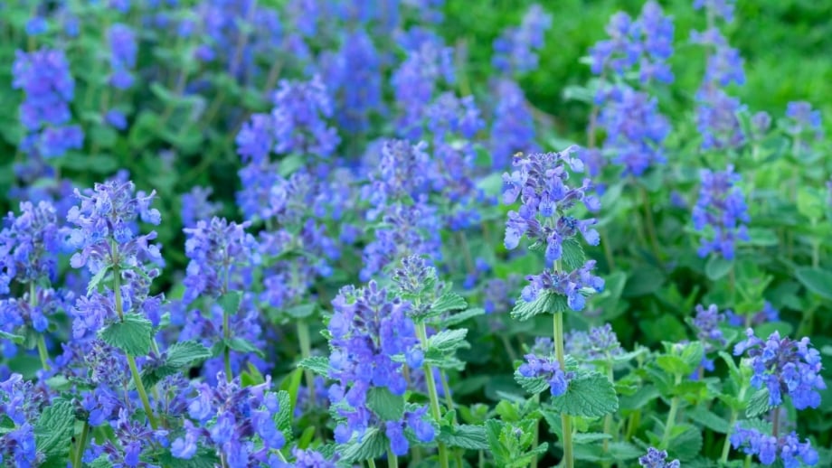 27 Best Varieties of Catmint (Nepeta) For Your Flower Bed