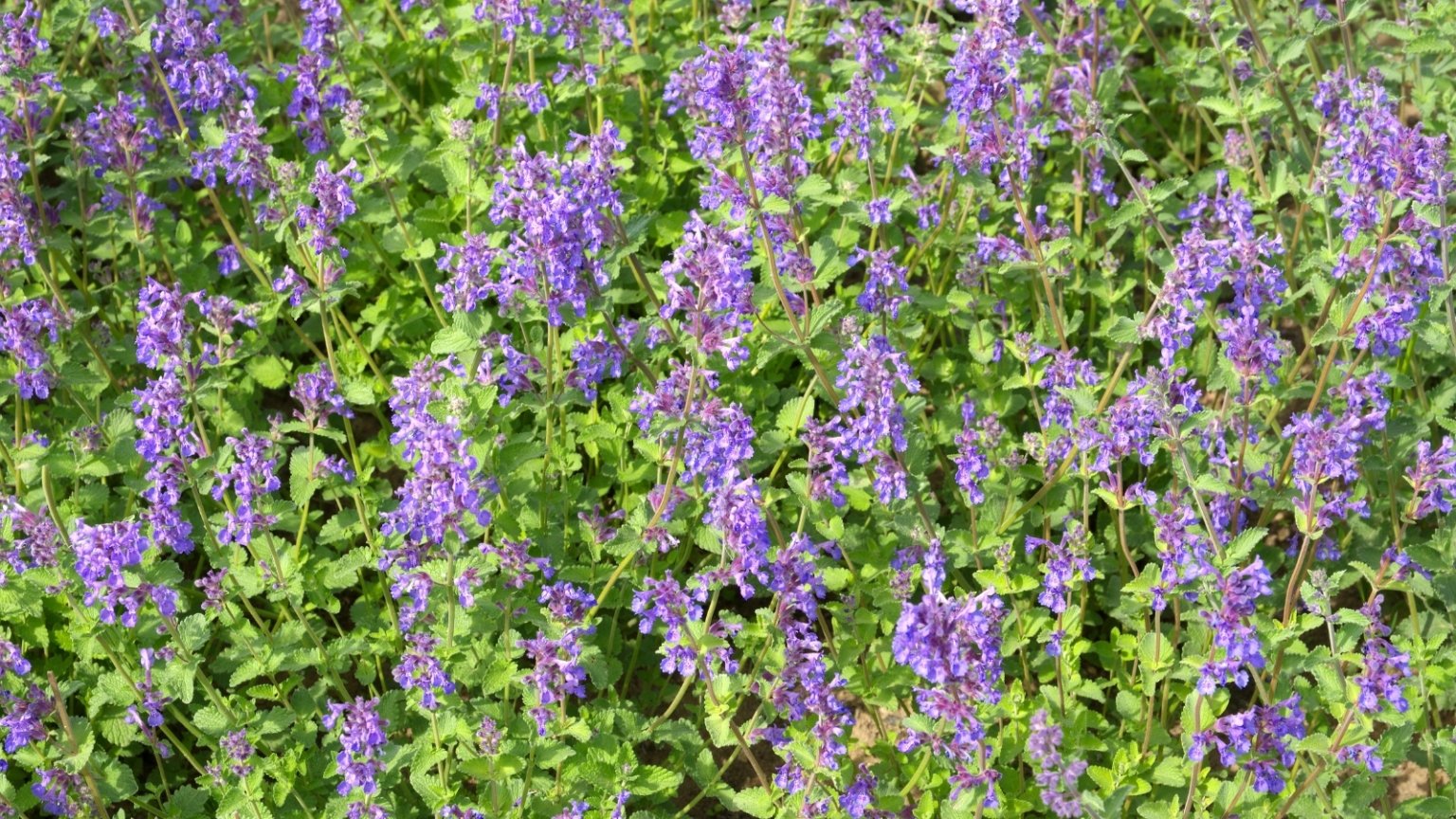 27 Best Varieties of Catmint (Nepeta) For Your Flower Bed