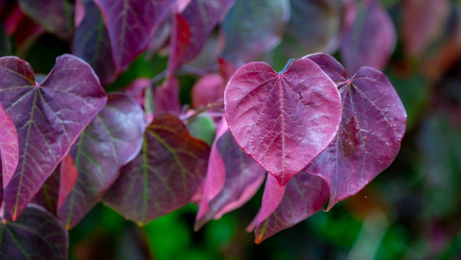 29 Trees With Unique Foliage
